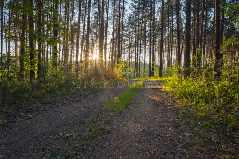 Sunset in the woods stock photo. Image of outdoors, leafy - 210176744