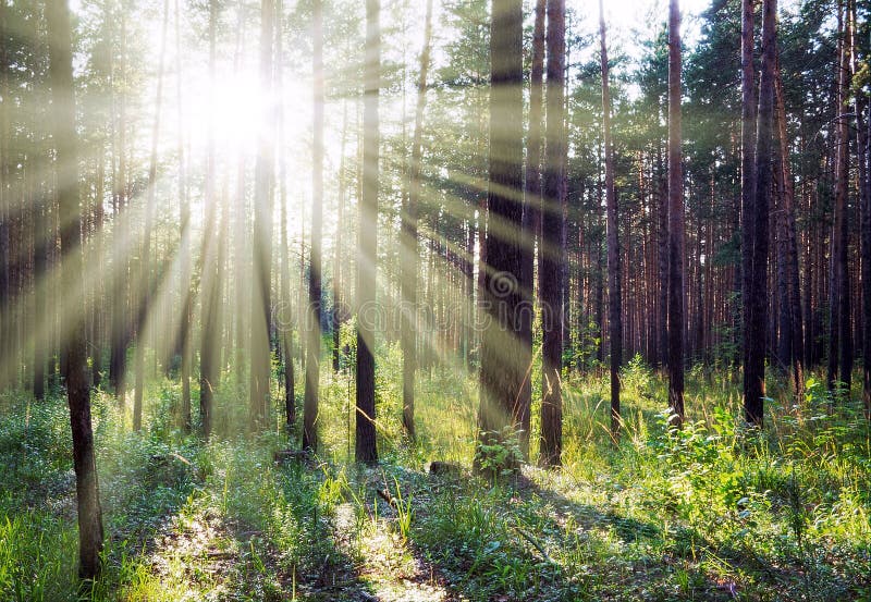 Sunset in the woods stock photo. Image of mist, outdoors - 38888648