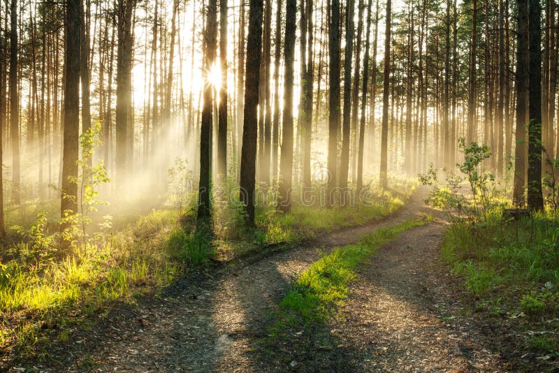 Sunset in the woods stock image. Image of fantasy, lush - 29764971