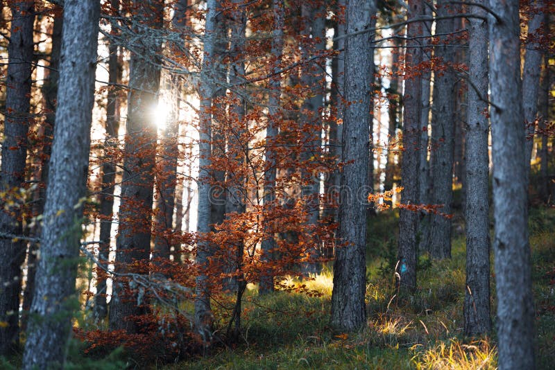Sunset in the woods stock photo. Image of countryside - 63787428
