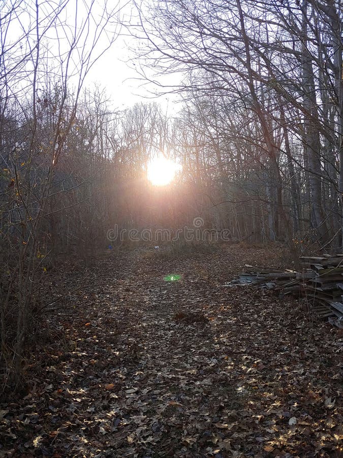 Sunset in the woods stock image. Image of light, park - 63787945