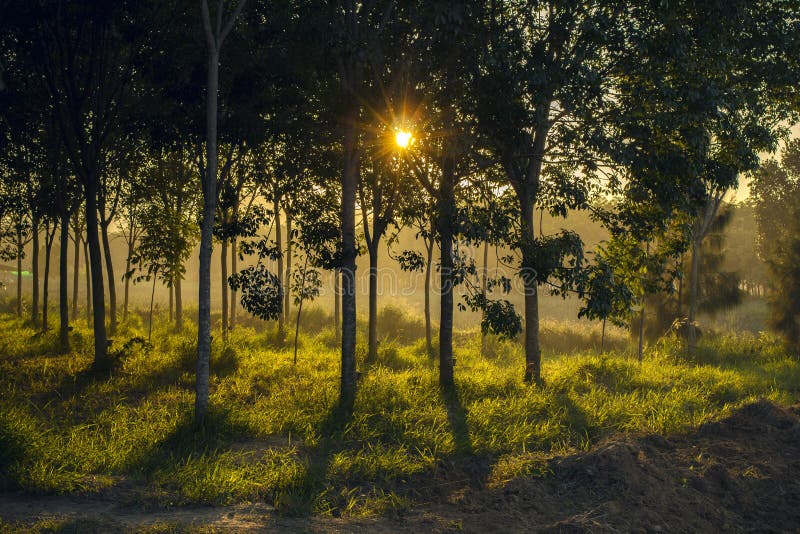Sunset in the woods stock photo. Image of outdoors, shadow - 76546546