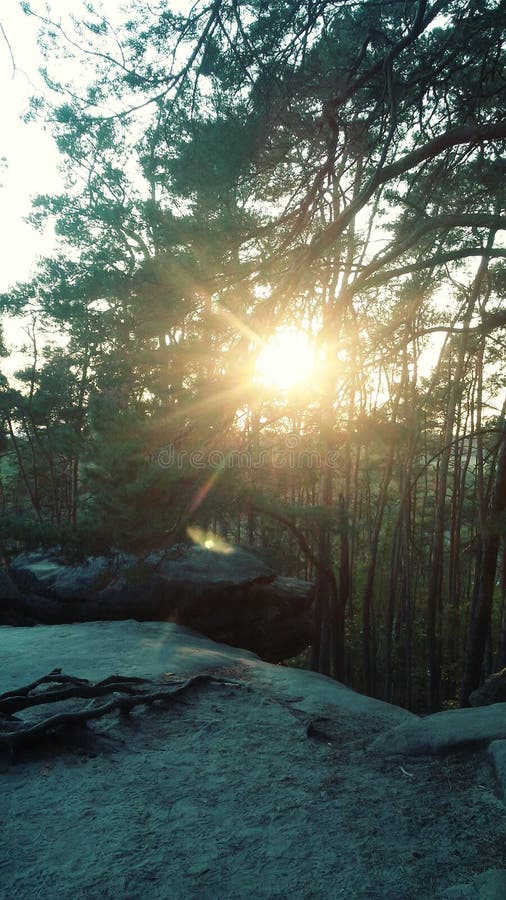 Sunset in woods stock image. Image of sunset, woods - 143163553