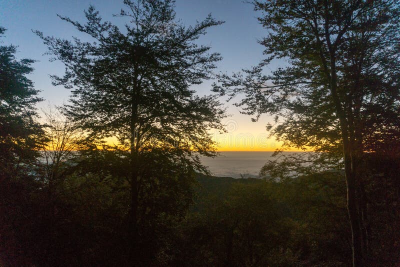 Sunset in the woods stock photo. Image of environment - 78924498