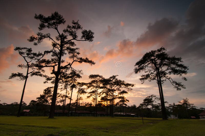 Sunset in the woods, stock image. Image of light, sunrise - 31077579