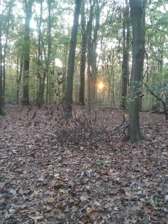 Sunset in the woods stock image. Image of light, park - 63787945
