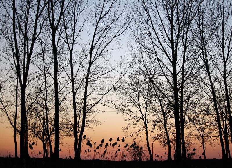 Sunset in the woods stock photo. Image of countryside - 63787428