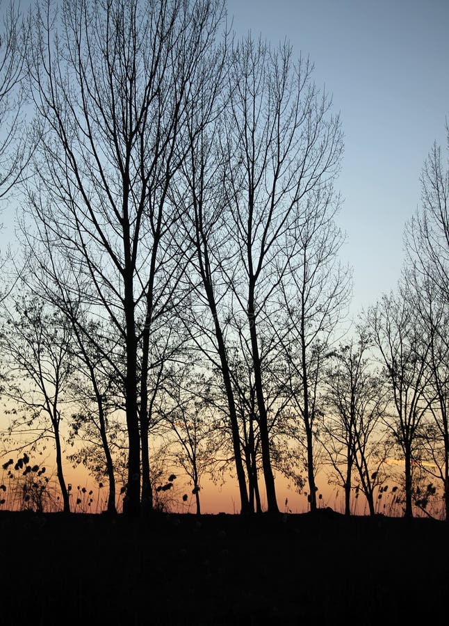 Sunset in the woods stock image. Image of light, park - 63787945