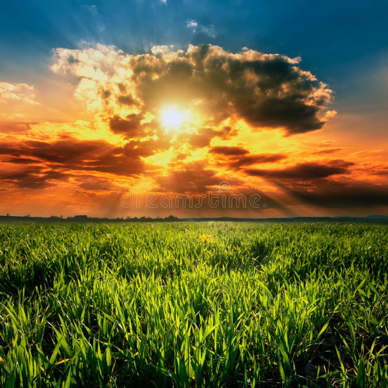 Sunset on the Young Wheat Crop Stock Photo - Image of cultivated ...