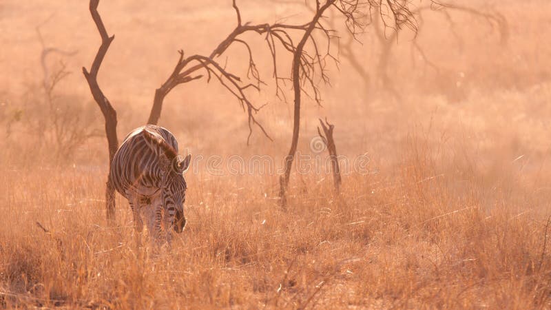 Sunset Zebra stock image. Image of african, zebra, warm - 44039327