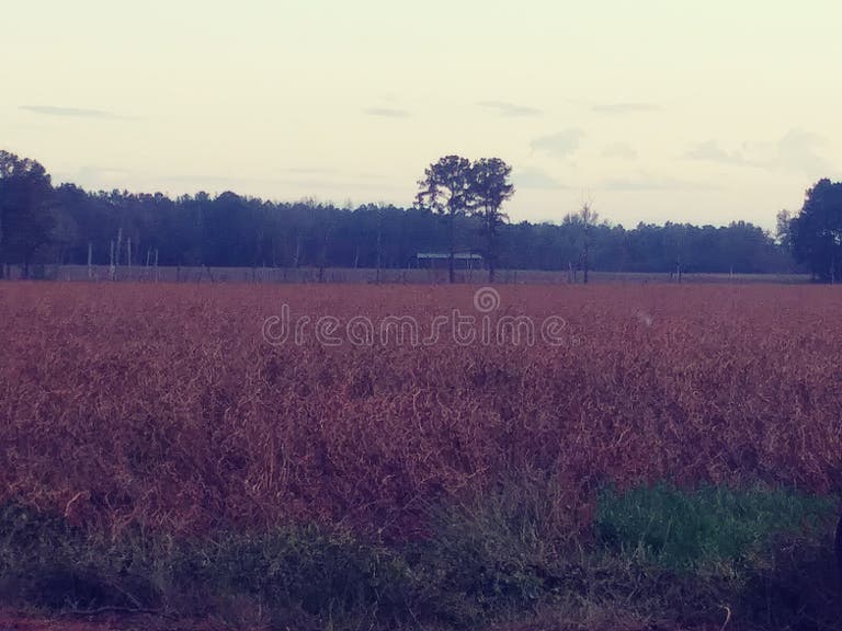 Sunset stock photo. Image of creepy, apocalypse, darkness - 134794132