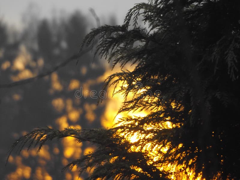 Sunset stock image. Image of trees, nature, zoomed, sunset - 137508187