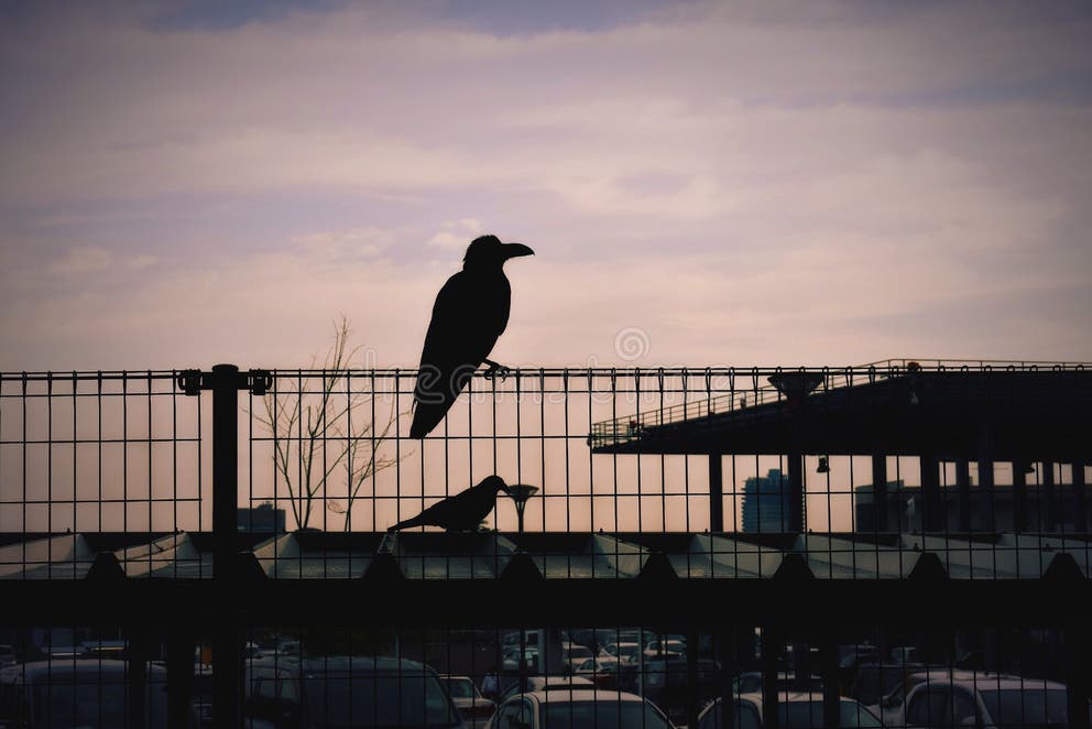 Sunsetand raven stock image. Image of dawn, raven, evening - 77126735