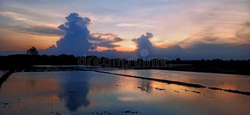The Sunsets in the Rice Fields Stock Photo - Image of sunset, cloud ...