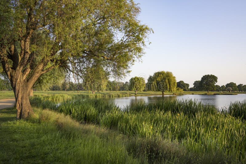 Sunsetting Light Hitting the Tree and Reeds on Pond Stock Image - Image ...