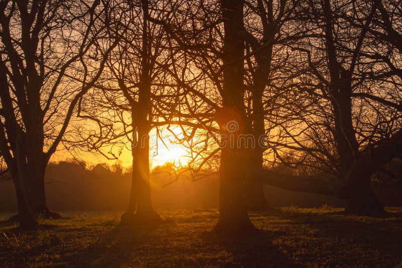 Sunsetting in the woods stock photo. Image of nature - 168372946