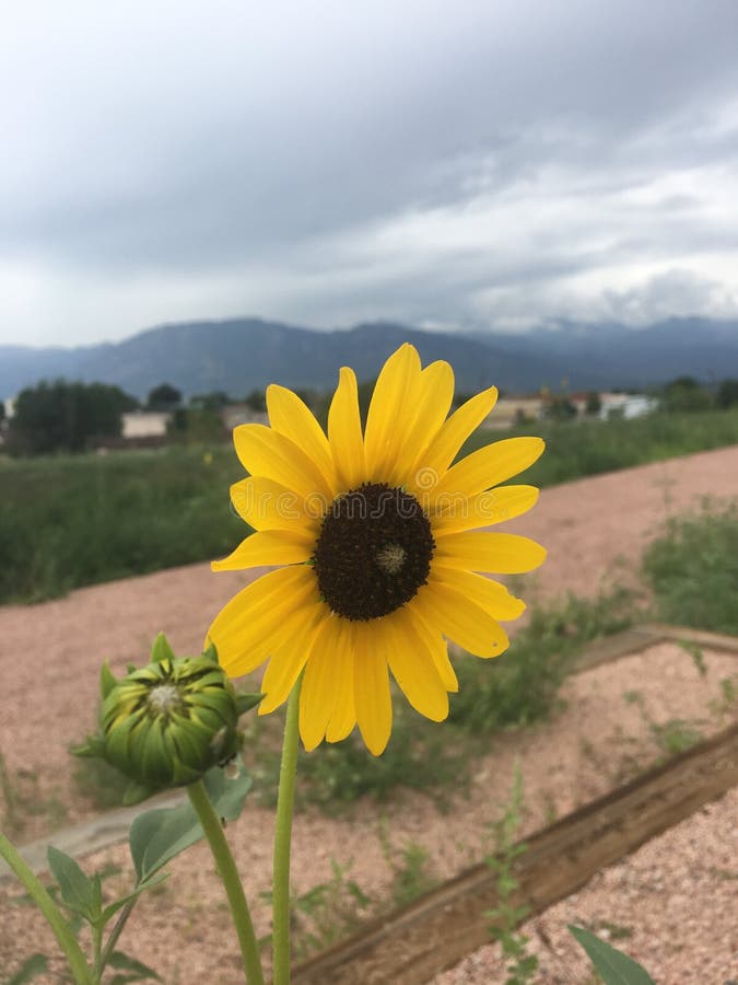 Sunsflower stock photo. Image of mountain, flower, nature - 97417960