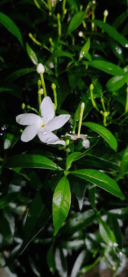 Night flower leli stock photo. Image of leli, like, happy - 206310190