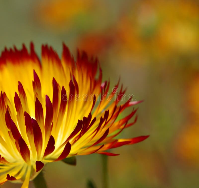 Sunshine stock image. Image of park, bright, flora, floral - 679643