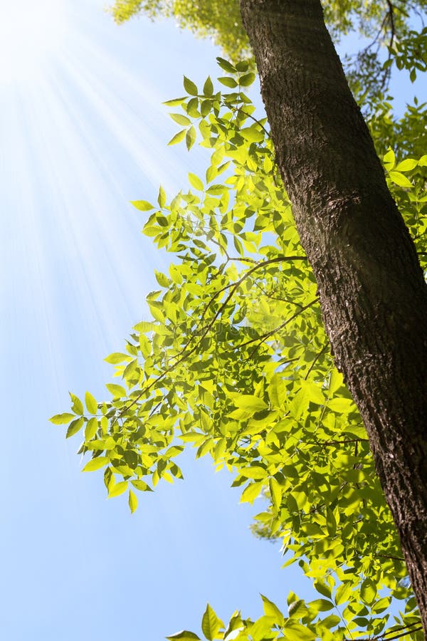 Sunshine and ash tree stock photo. Image of fresh, beautiful - 40692216