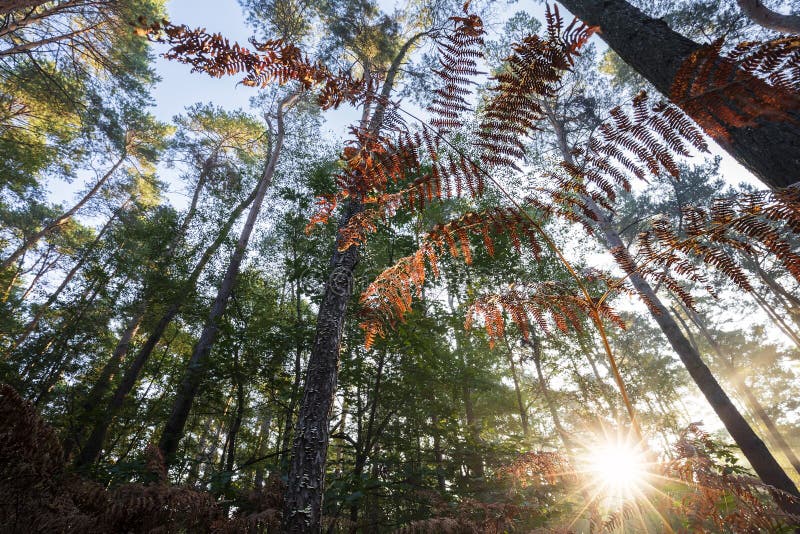 Sunshine in Autumn Forest with Pine Trees and Fern Stock Photo - Image ...