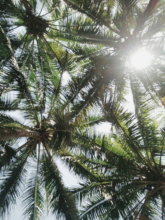 Sunshine in the beach stock image. Image of tropical - 173700881