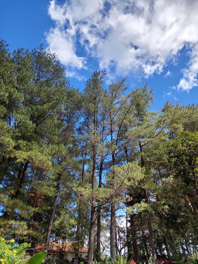 Sunshine and the Beautiful Sky with High Tree Stock Image - Image of ...