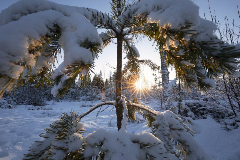 Sunshine Behind Pine Tree in Winter Forest Stock Image - Image of ...