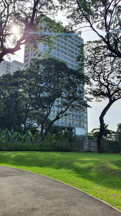 The Sunshine Behind the Trees Stock Image - Image of leaf, trees: 267278063