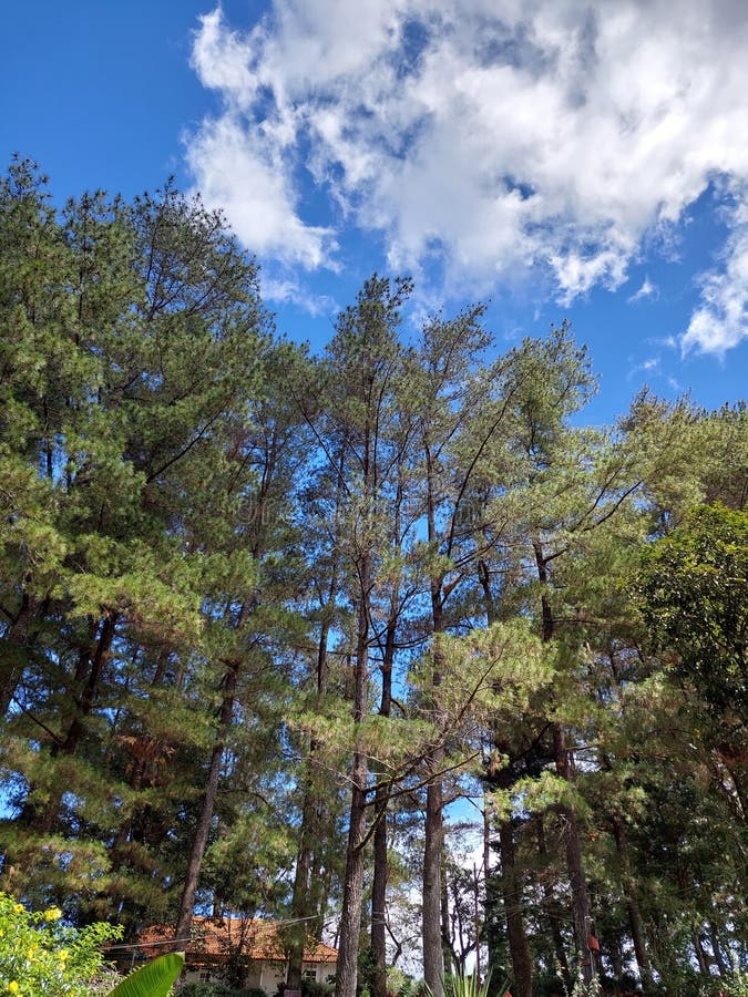 Sunshine on the Blue Sky in the Morning Stock Image - Image of nature ...