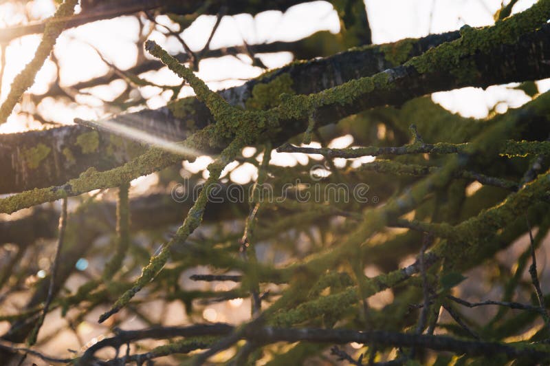 Sunshine Breaking through Branches Stock Image - Image of illumination ...