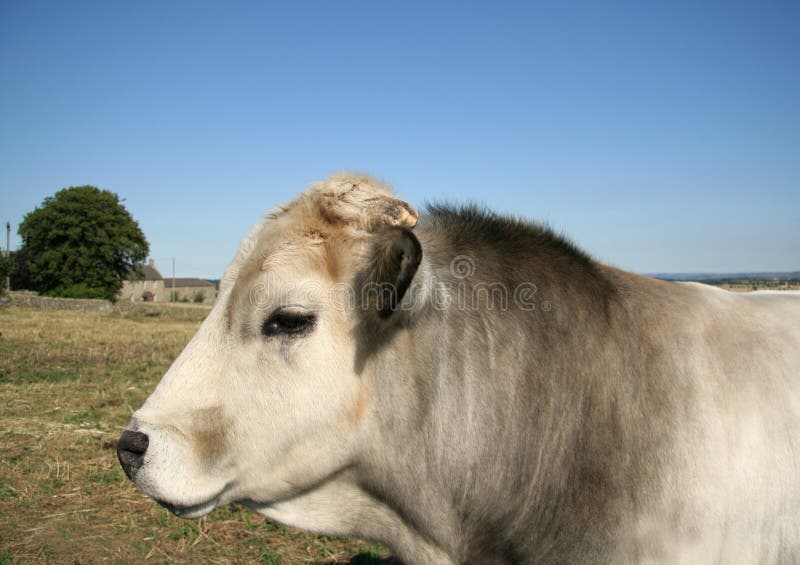 Sunshine bull stock photo. Image of stud, shoulder, huge - 1116894