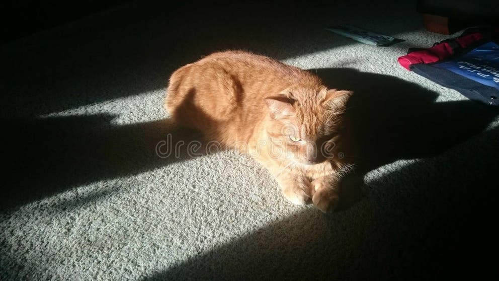 Sunshine cat stock image. Image of sunshine, orange, beautiful - 95103127