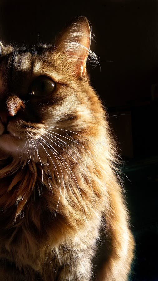 Sunshine Cat stock photo. Image of sunshine, fluffy - 140532192