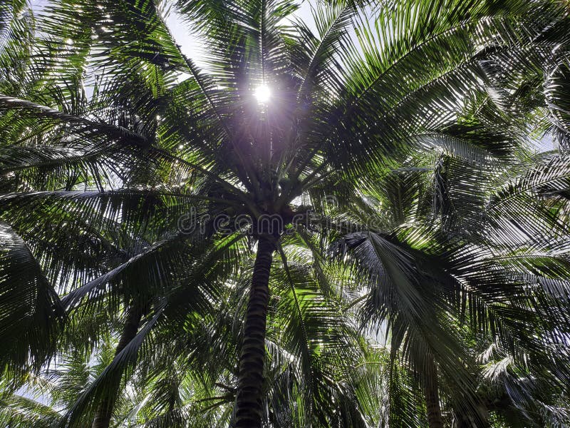 The coconut tree stock image. Image of blue, island - 191769221