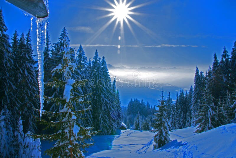 Sunshine stock image. Image of snow, melting, forest - 67961707