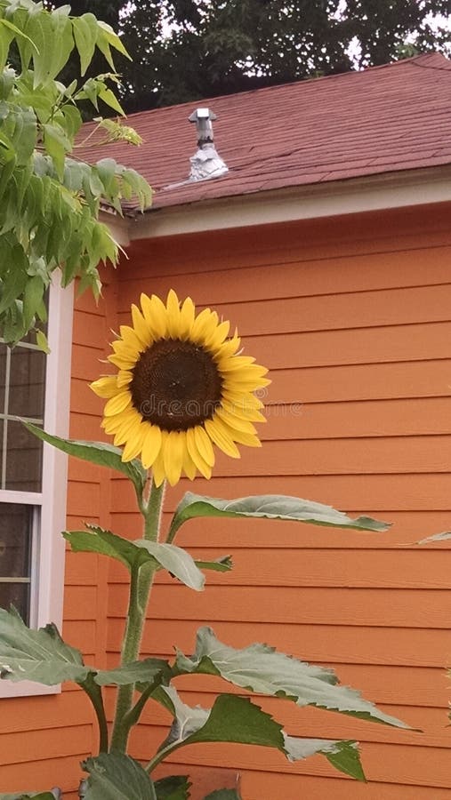 Sunshine Colors stock image. Image of spring, sunflower - 92625613
