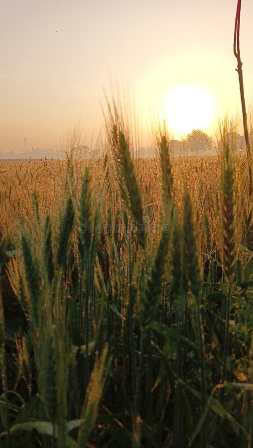 Sunshine in the Crop of Wheat Flour and Beautiful Scenery for Landscape ...