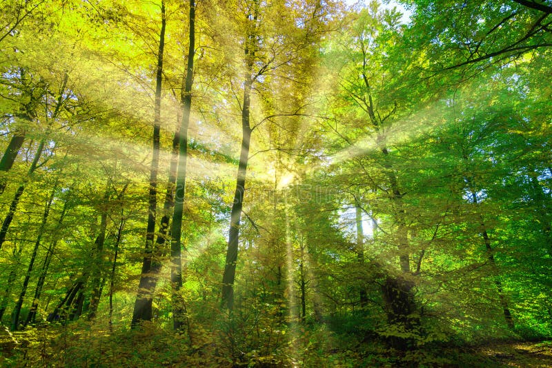 Sunshine Entering the Forest Stock Photo - Image of leaves, autumn ...