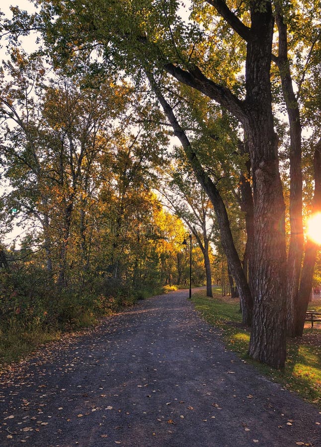 Sunshine through a Fall Pathway Stock Image - Image of walkway, seasons ...