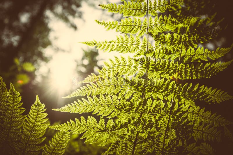 Sunshine stock image. Image of sunshine, grass, green - 42391827