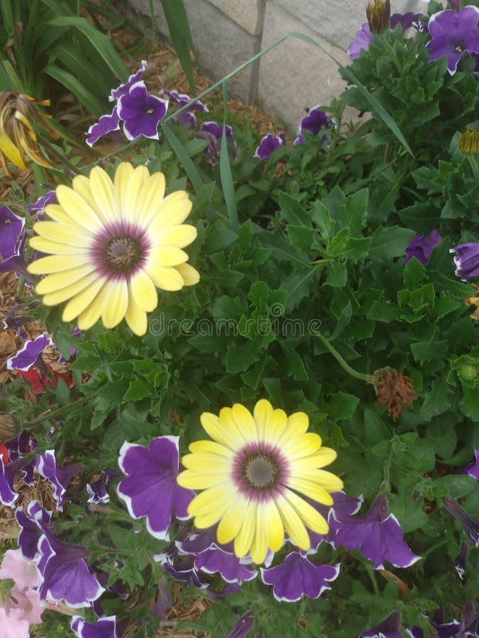 Sunshine in a flower stock image. Image of herb, dahlia - 185590775