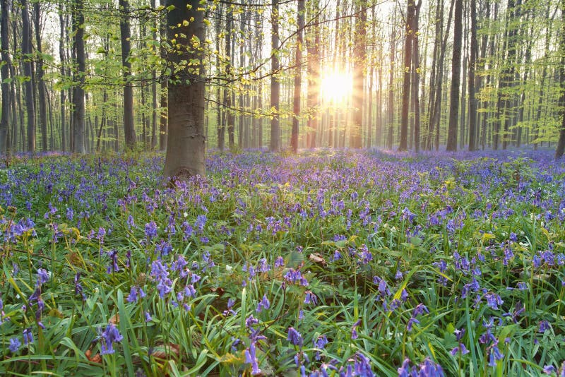 Sunshine in Flowering Spring Forest Stock Image - Image of scenic ...