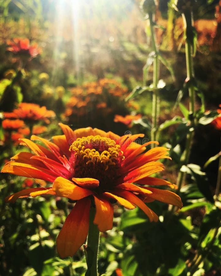 Sunshine on flowers stock photo. Image of closeup, orange - 194253250