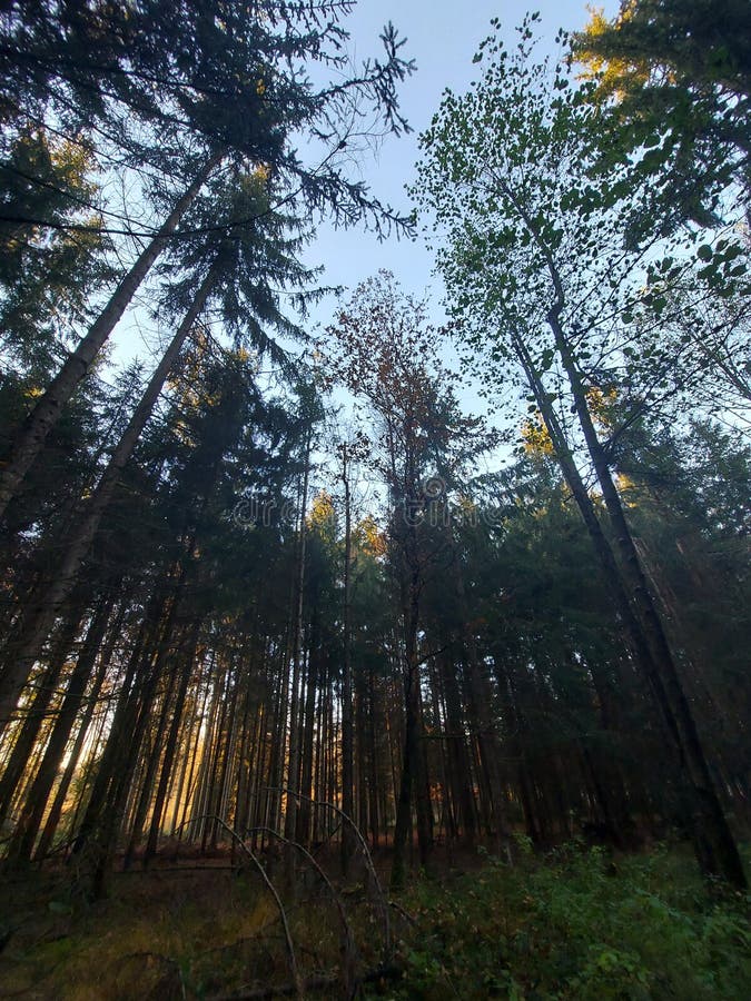 Sunshine in the forest stock photo. Image of sunlight - 210431852