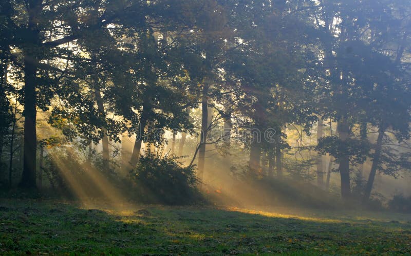 Sunshine and forest stock image. Image of roots, morning - 2300239
