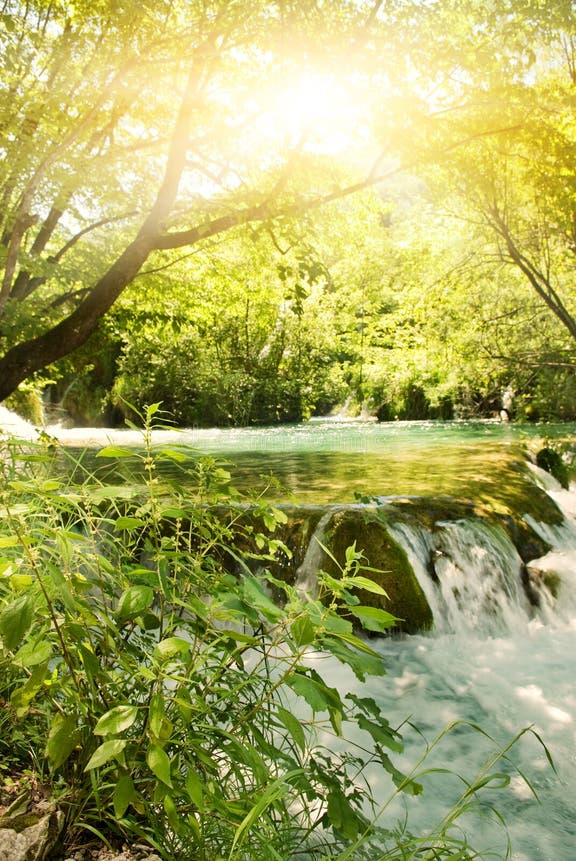 Sunshine in a forest stock photo. Image of clean, lush - 6217016