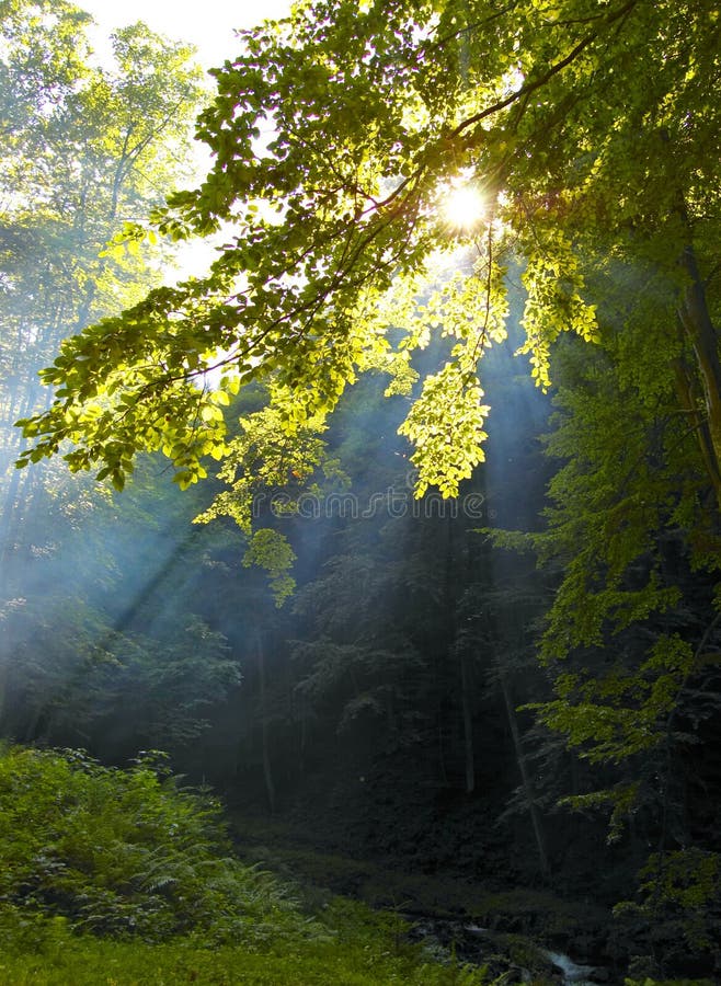 Streaming Sunshine in Woods Stock Image - Image of gree, morning: 5374449