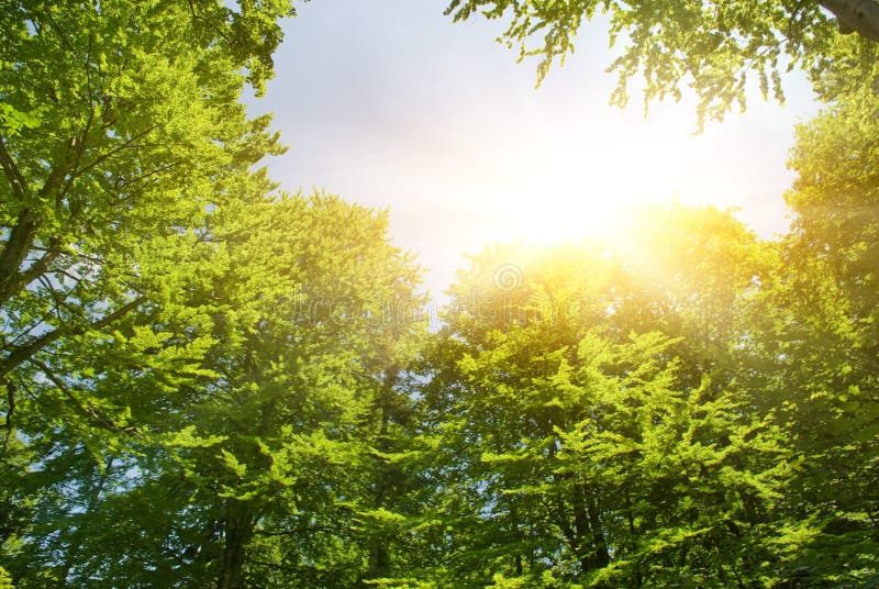 Sunshine in forest stock photo. Image of lush, botany - 7772742