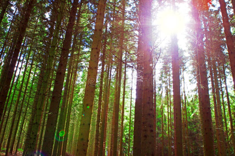 Sunshine in the forest. stock photo. Image of wood, green - 46113810